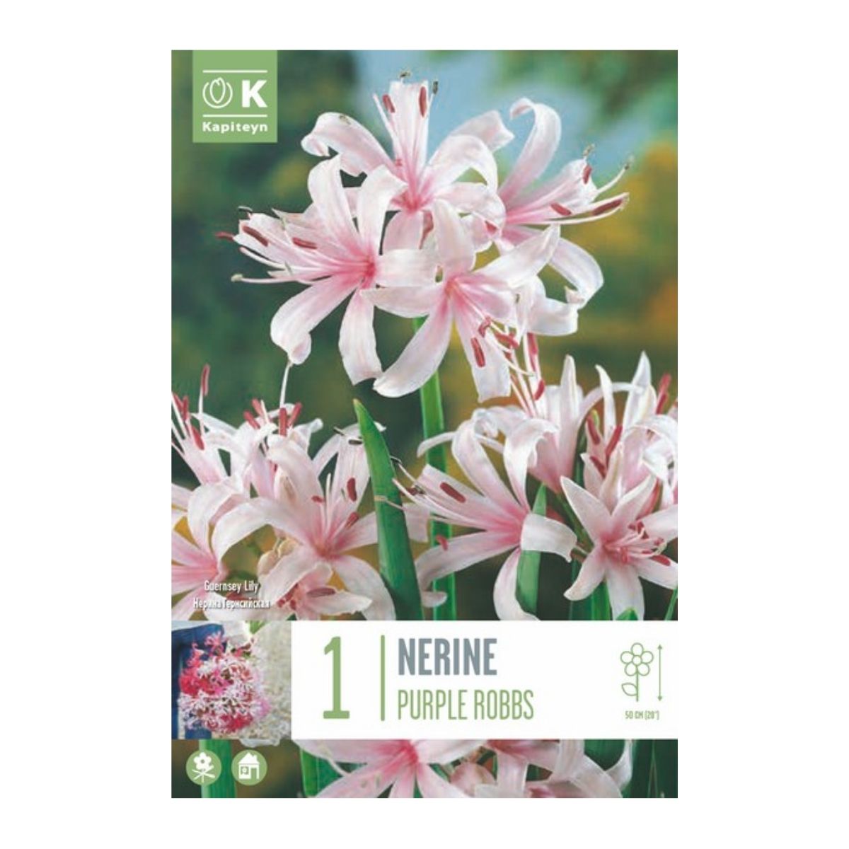 Peperoncino Cuoricino | VIRIDEA