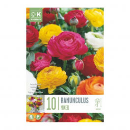 Bulbi di Ranunculus Mixed Colours Kapiteyn 10 pz