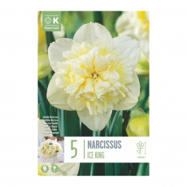 Bulbi di Narcissus Double Ice King Kapiteyn 5pz