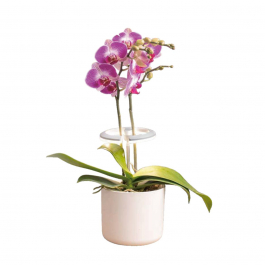 Lampada LED per Orchidee e piccole piante fiorite