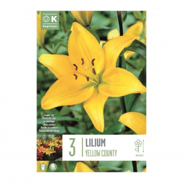 Bulbi di giglio Yellow County 3 pz