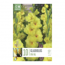 Bulbi di gladioli Bra Val 10 pz