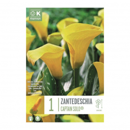 Bulbi di Calla Zantedeschia Captain Solo Kapiteyn 1 pz