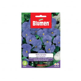 Semi viola cornuta blue perfection